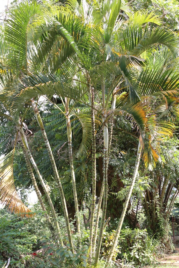 Bunga De China Palm Tree Maximum Height