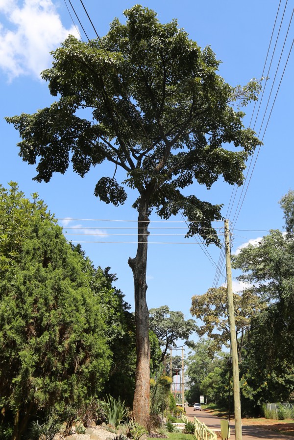 -KCCA | For a better City