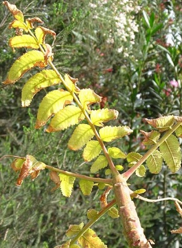 frankincense tree leaf
