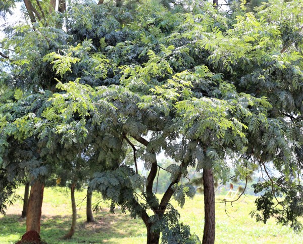 -KCCA | For a better City