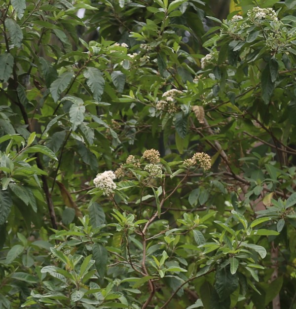 -KCCA | For a better City