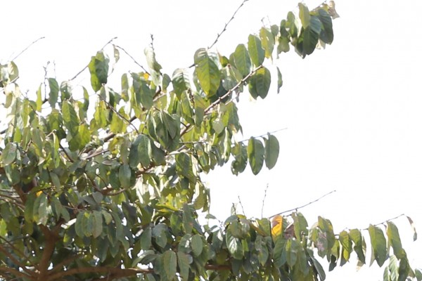 -KCCA | For a better City