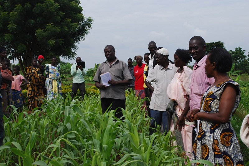 Volunteer Effort for Development Concerns – The Kampala Agribusiness ...